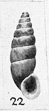 金丝雀螺属 Serina | Bin YE